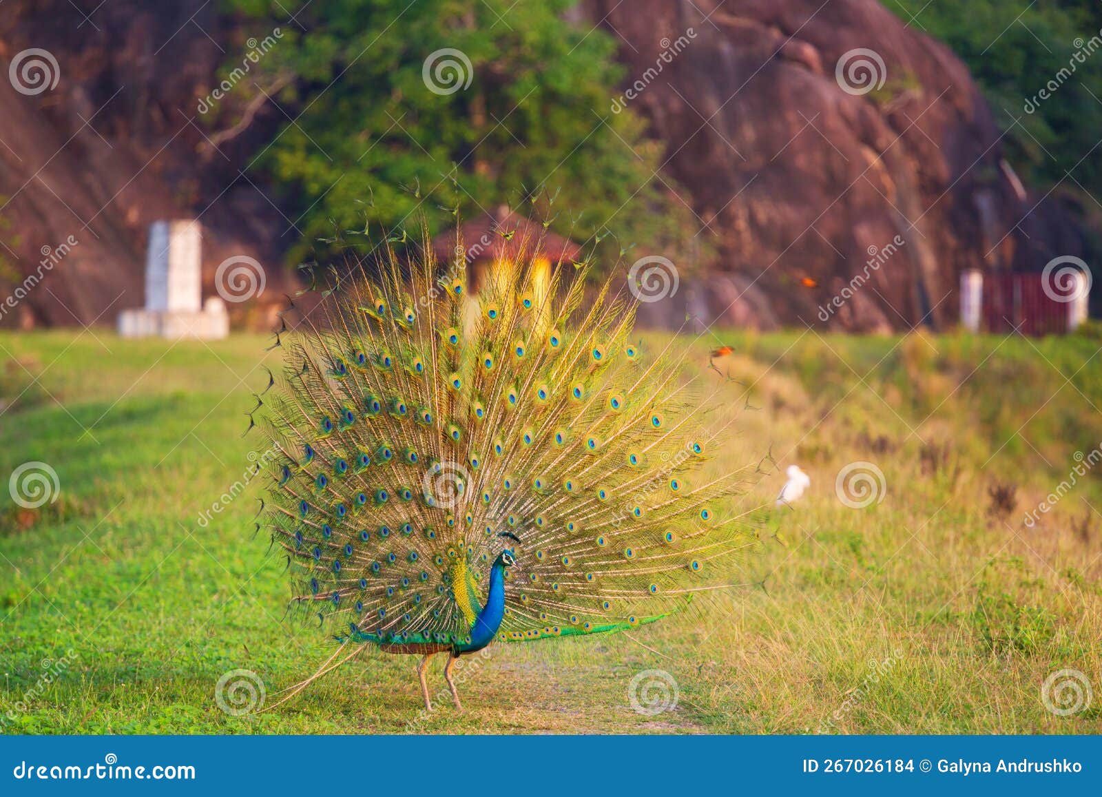 Peacock stock photo. Image of side, beautiful, animal - 267026184
