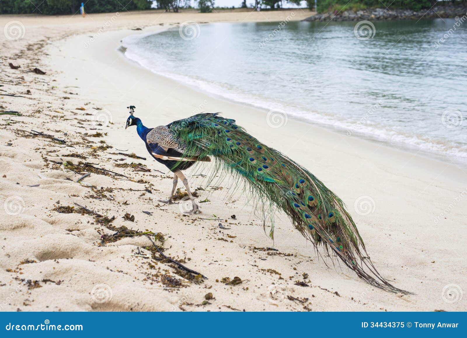 Peacock stock image. Image of charming, nature, track - 34434375