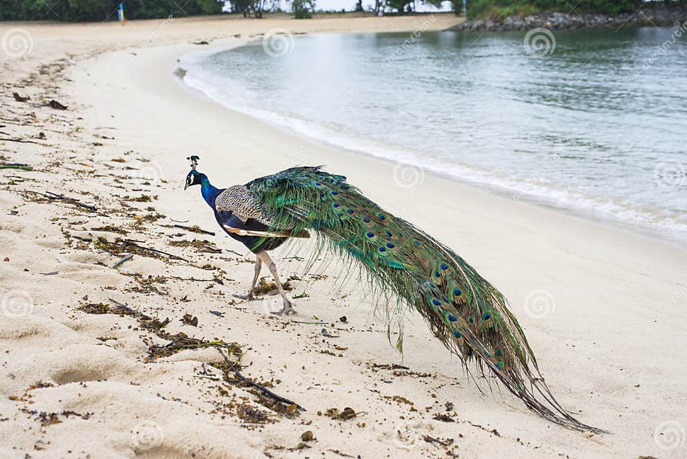 Peacock stock image. Image of charming, nature, track - 34434375