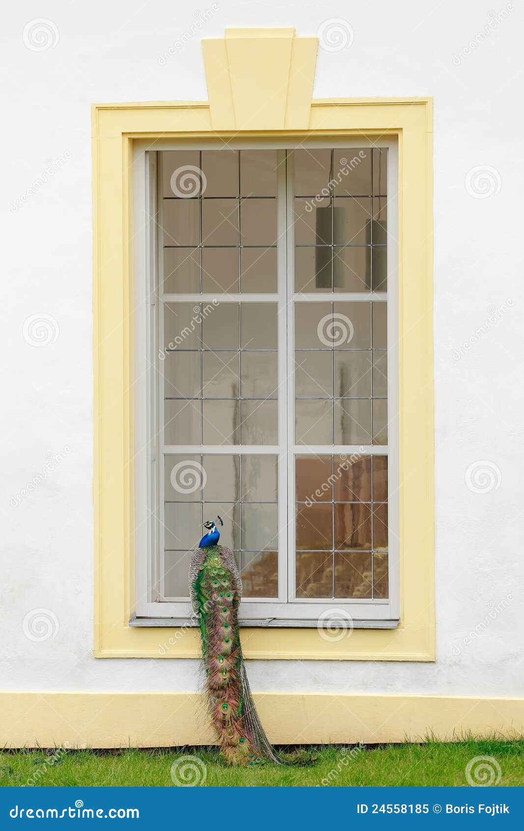 Peacock by the window stock image. Image of ornamental - 24558185