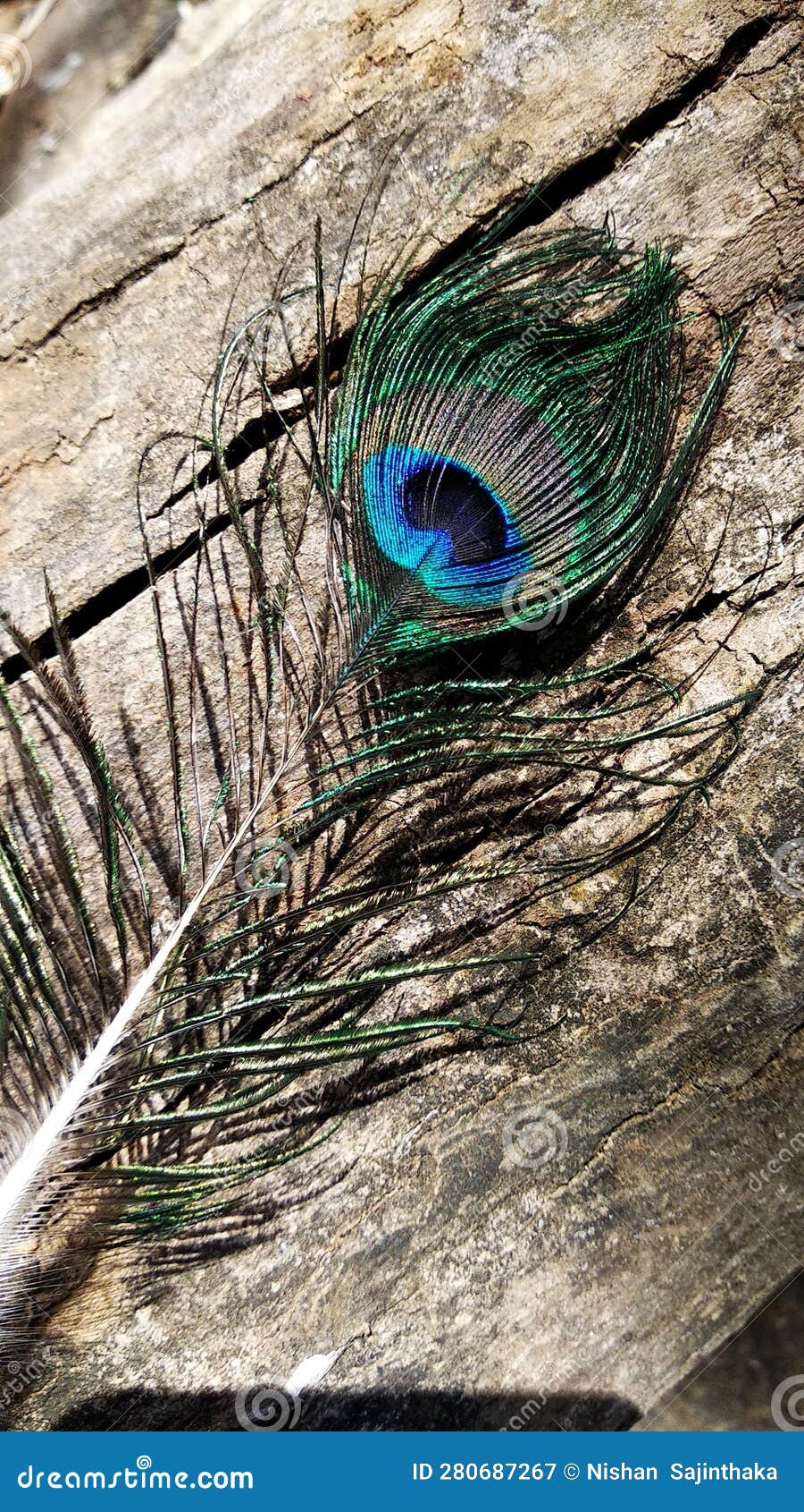 Peacock Wing Top on Dry Tree Stock Image - Image of wing, tree: 280687267
