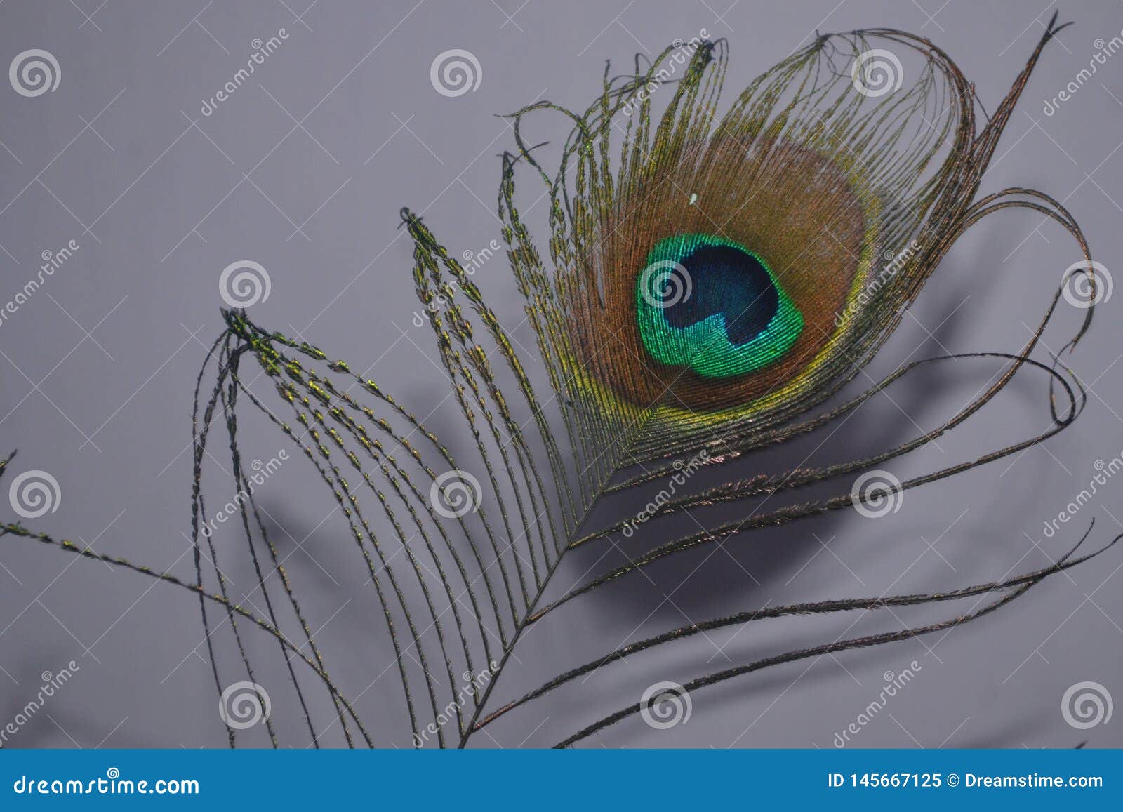 Peacock Wings Peacock Feather Morpankh Stock Image - Image of morpankh ...