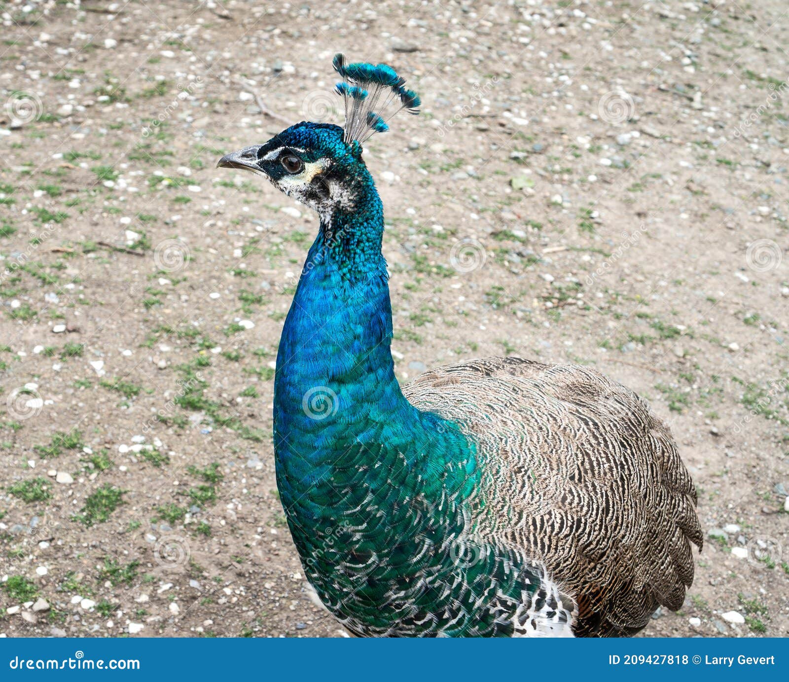 Peacock, wings retracted stock photo. Image of fall - 209427818