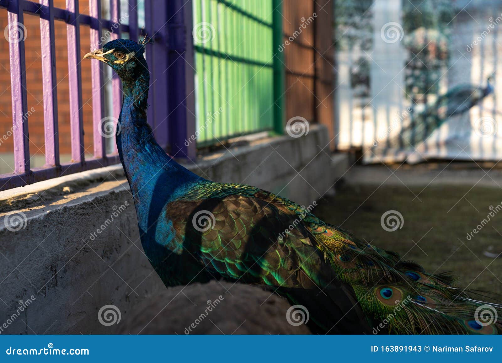 Peacock in a zoo cage stock image. Image of outdoors - 163891943