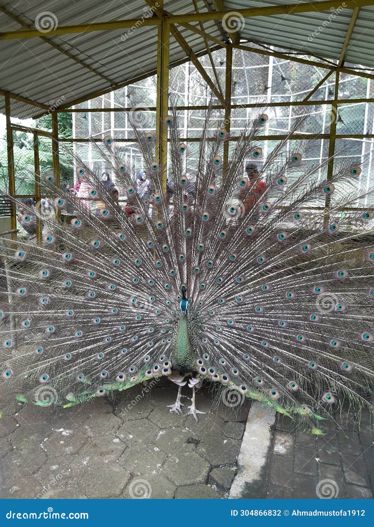 Peacocks are Beautiful Birds that Spread Their Feathers Stock Photo ...