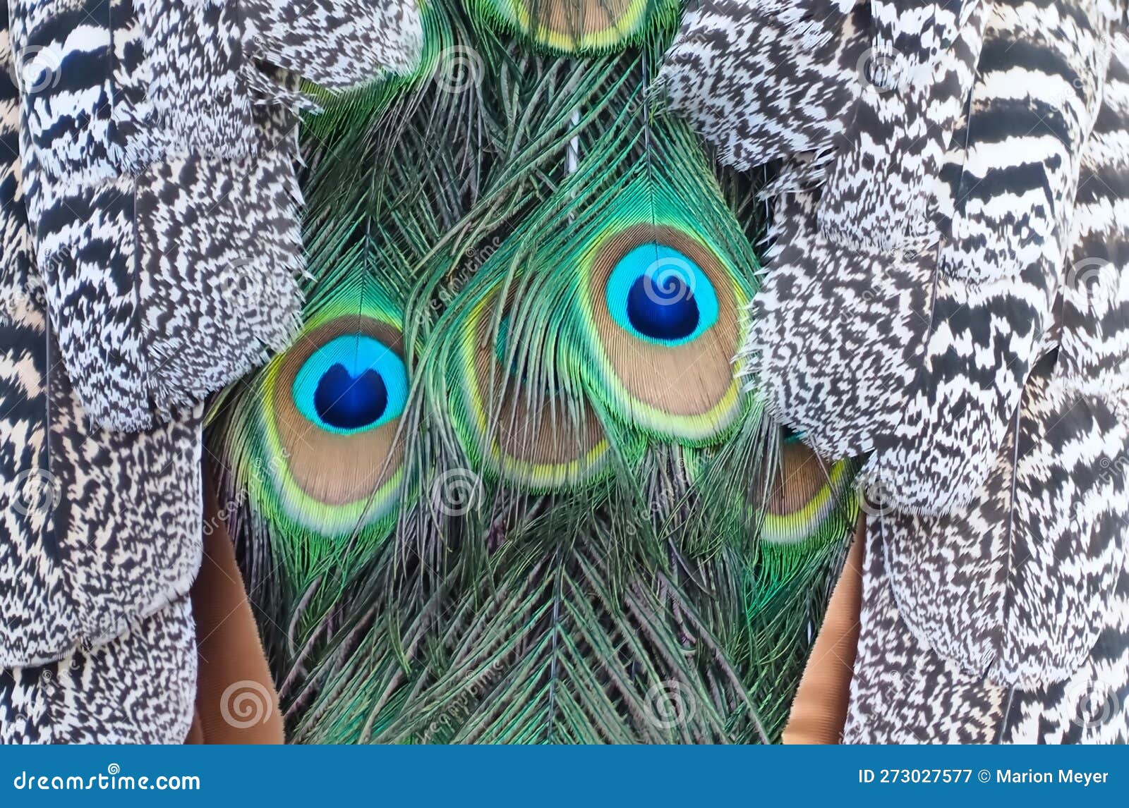 Peacocks Blue Eyes Texture on Feathers on a Peacock Tail Stock Image ...