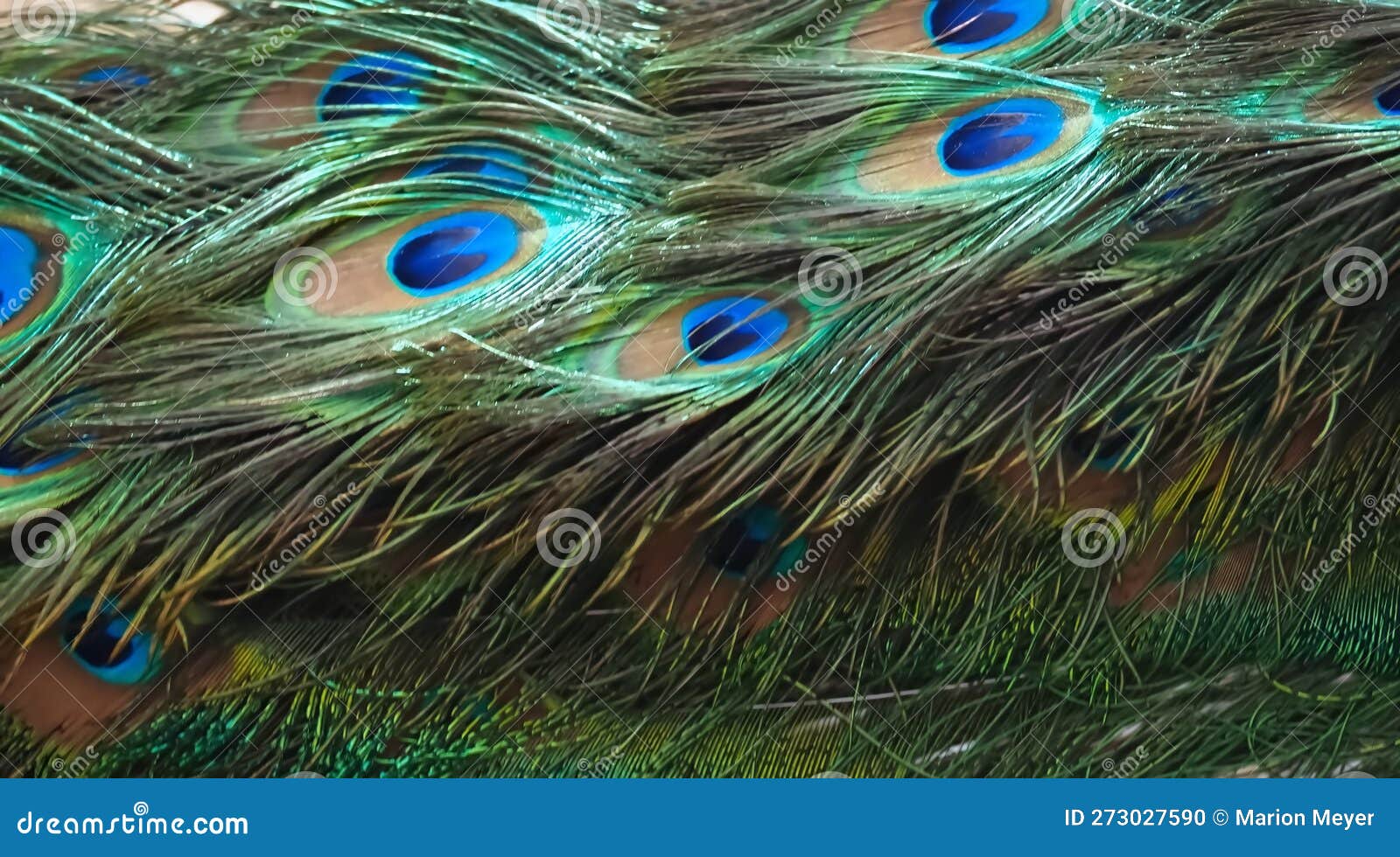 Peacocks Blue Eyes Texture on Feathers on a Peacock Tail Stock Photo ...