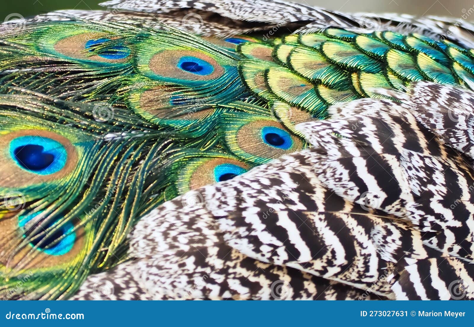 Peacocks Blue Eyes Texture on Feathers on a Peacock Tail Stock Image ...