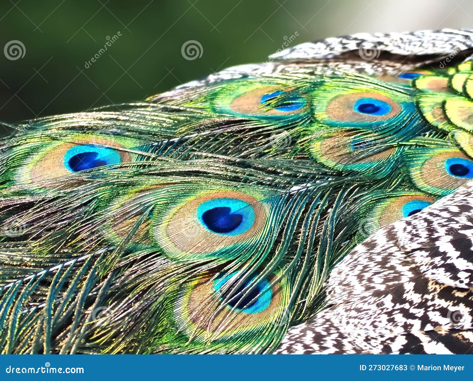 Peacocks Blue Eyes Texture on Feathers on a Peacock Tail Stock Image ...