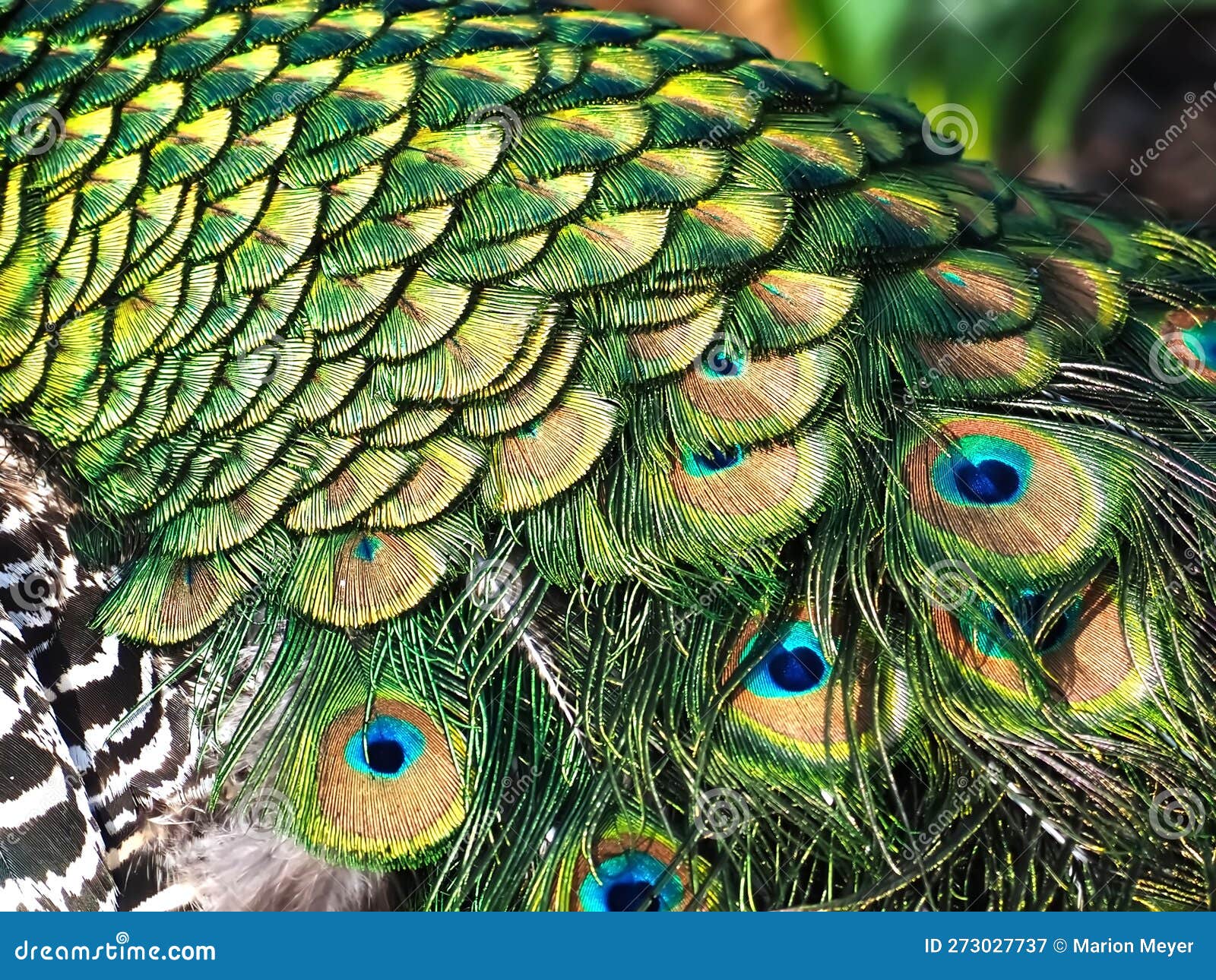 Peacocks Blue Eyes Texture on Feathers on a Peacock Tail Stock Image ...