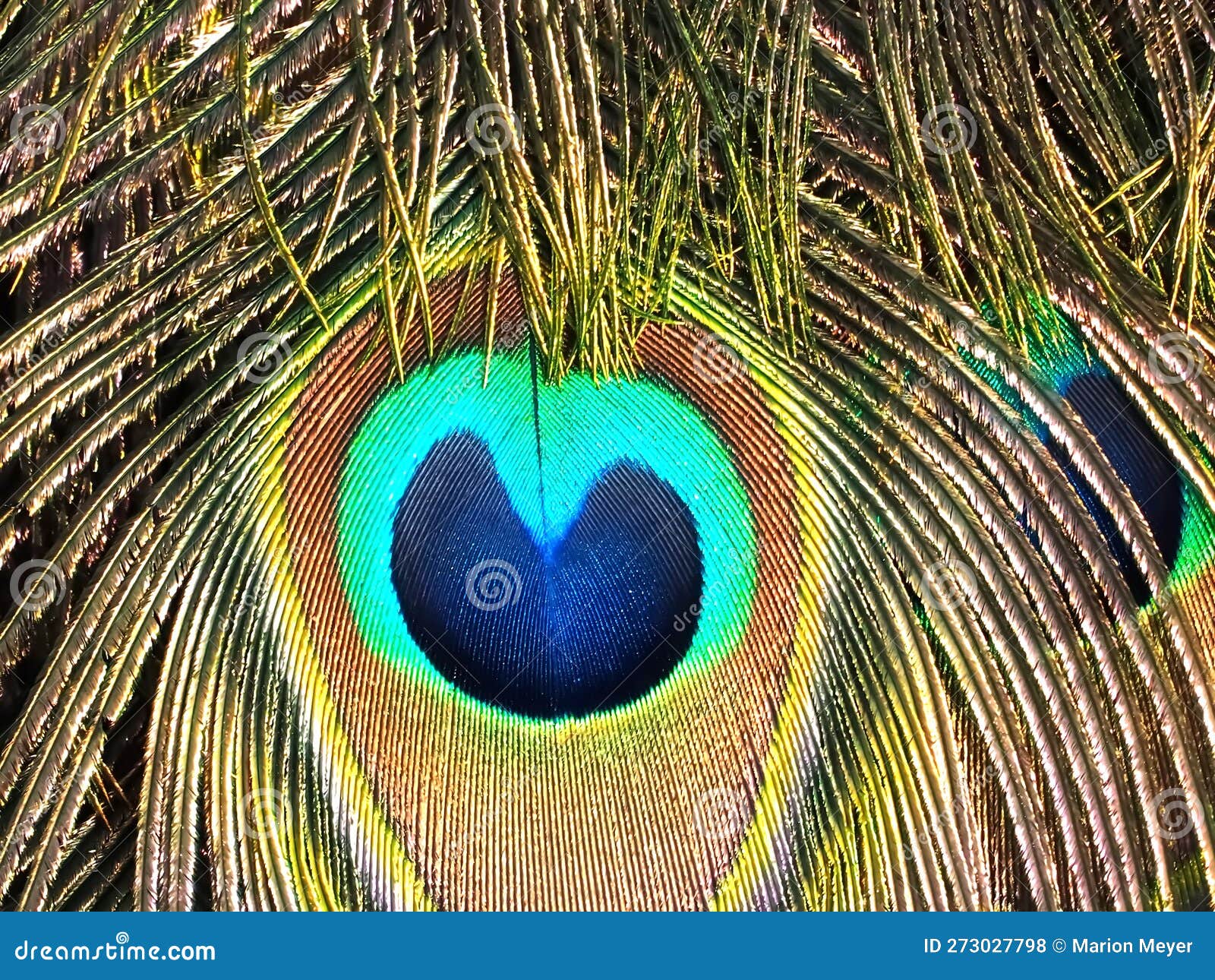 Peacocks Blue Eyes Texture on Feathers on a Peacock Tail Stock Photo ...