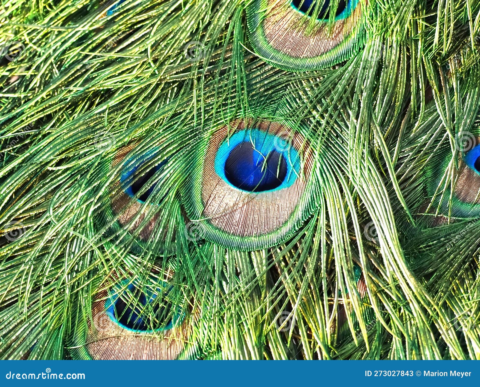 Peacocks Blue Eyes Texture on Feathers on a Peacock Tail Stock Image ...