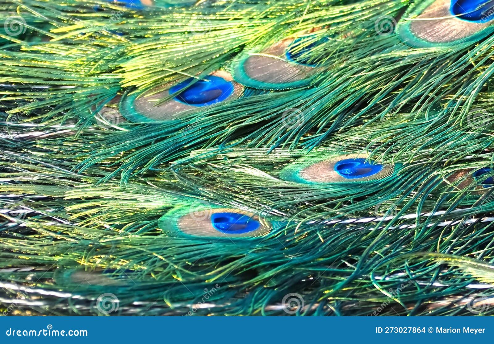 Peacocks Blue Eyes Texture on Feathers on a Peacock Tail Stock Photo ...