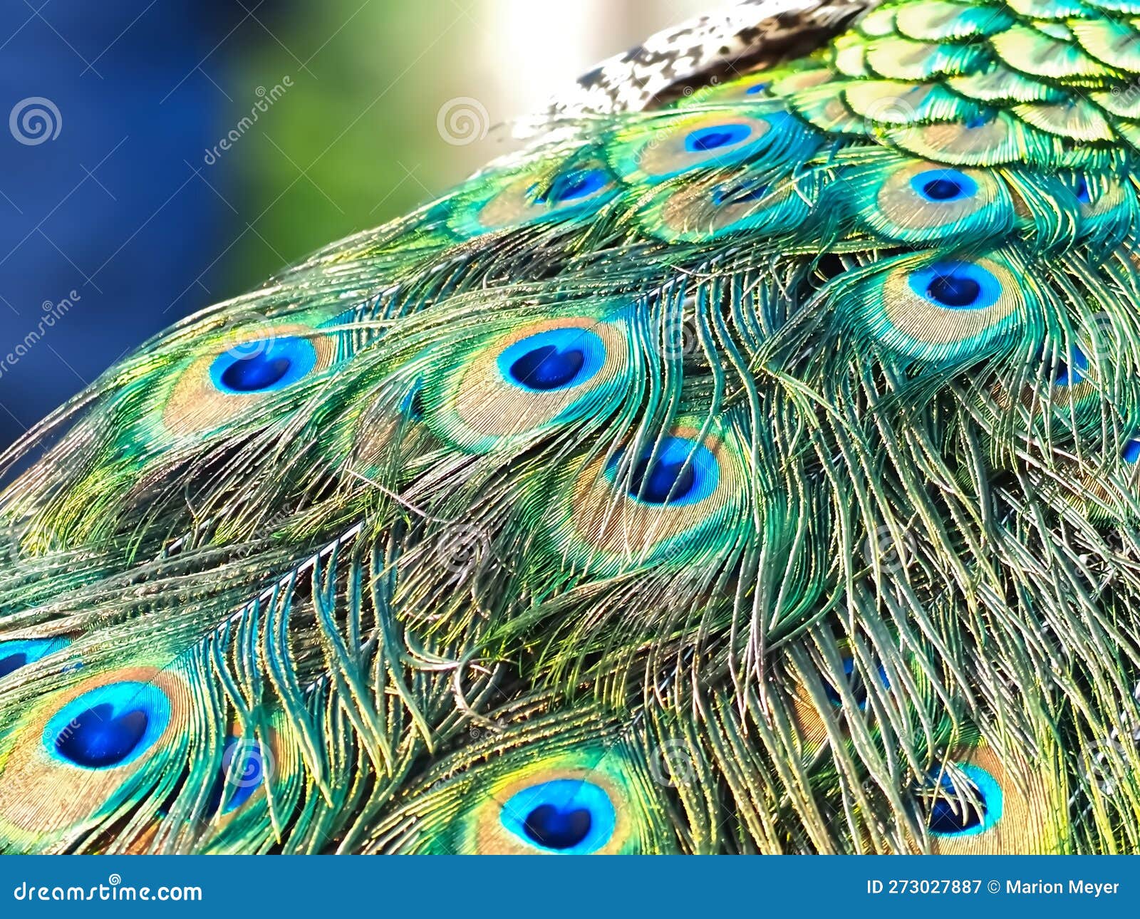 Peacocks Blue Eyes Texture on Feathers on a Peacock Tail Stock Image ...