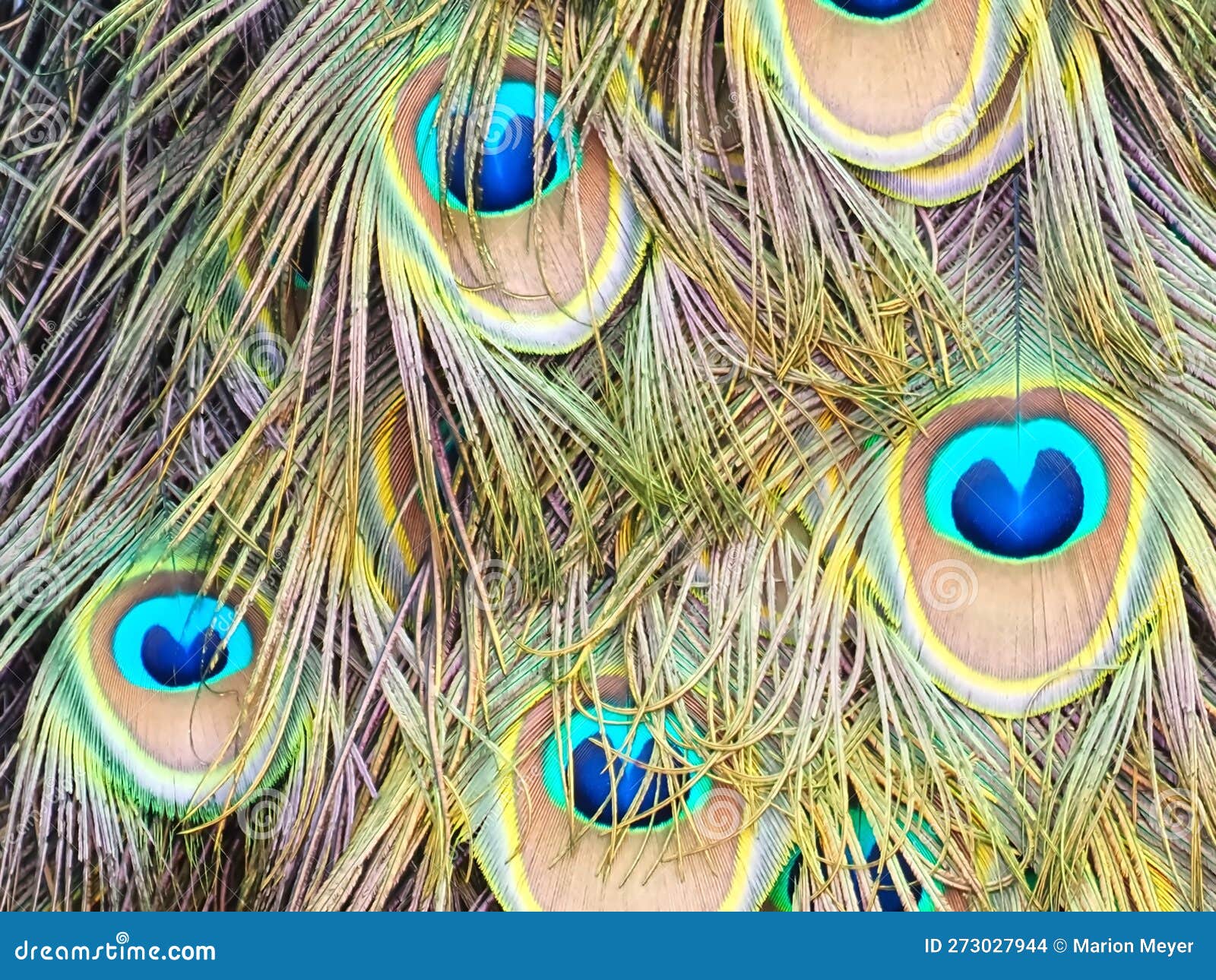 Peacocks Blue Eyes Texture on Feathers on a Peacock Tail Stock Photo ...