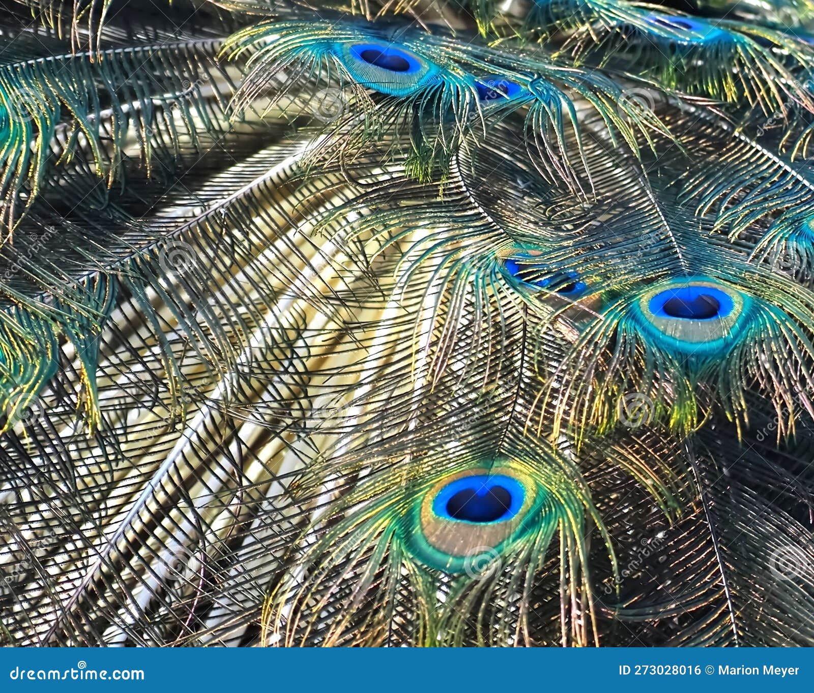 Peacocks Blue Eyes Texture on Feathers on a Peacock Tail Stock Photo ...