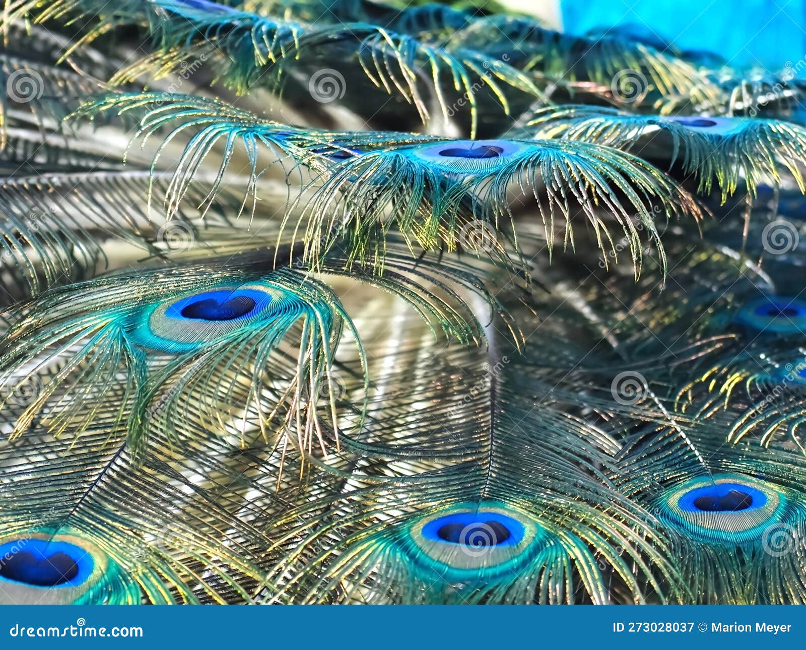 Peacocks Blue Eyes Texture on Feathers on a Peacock Tail Stock Image ...