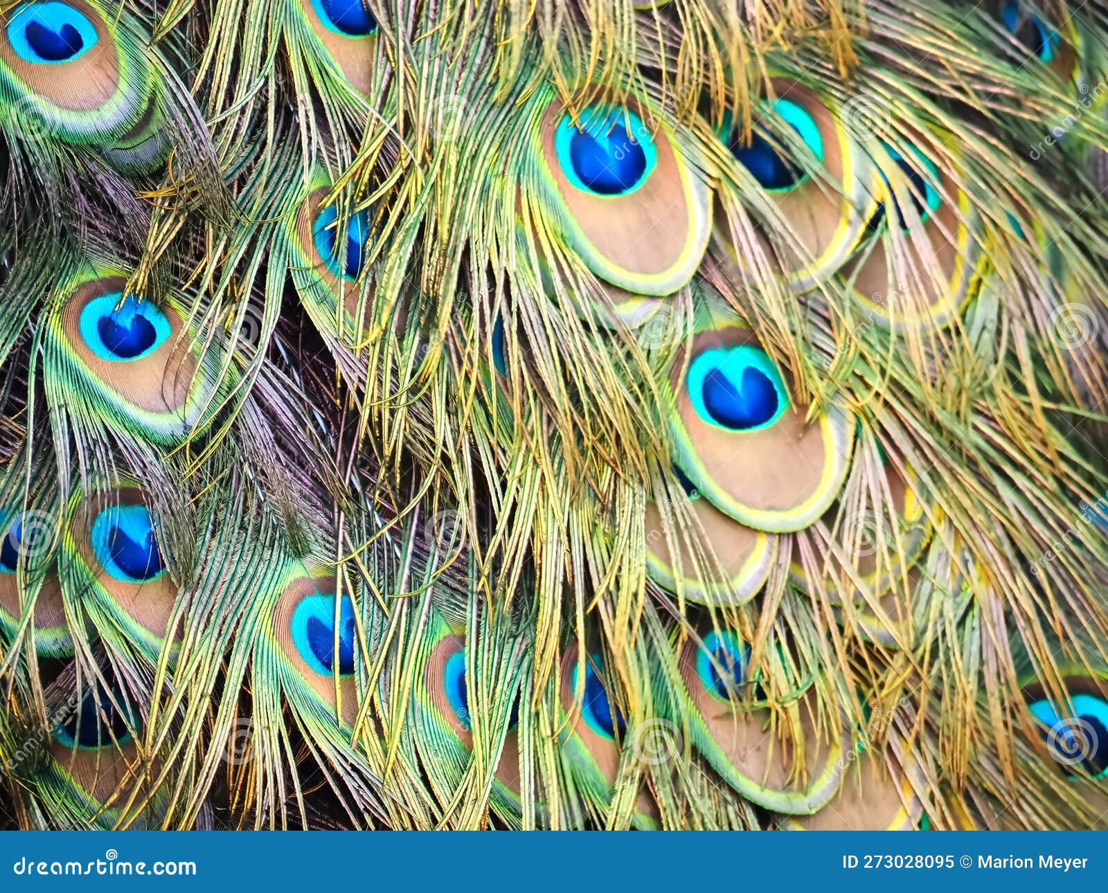 Peacocks Blue Eyes Texture on Feathers on a Peacock Tail Stock Image ...