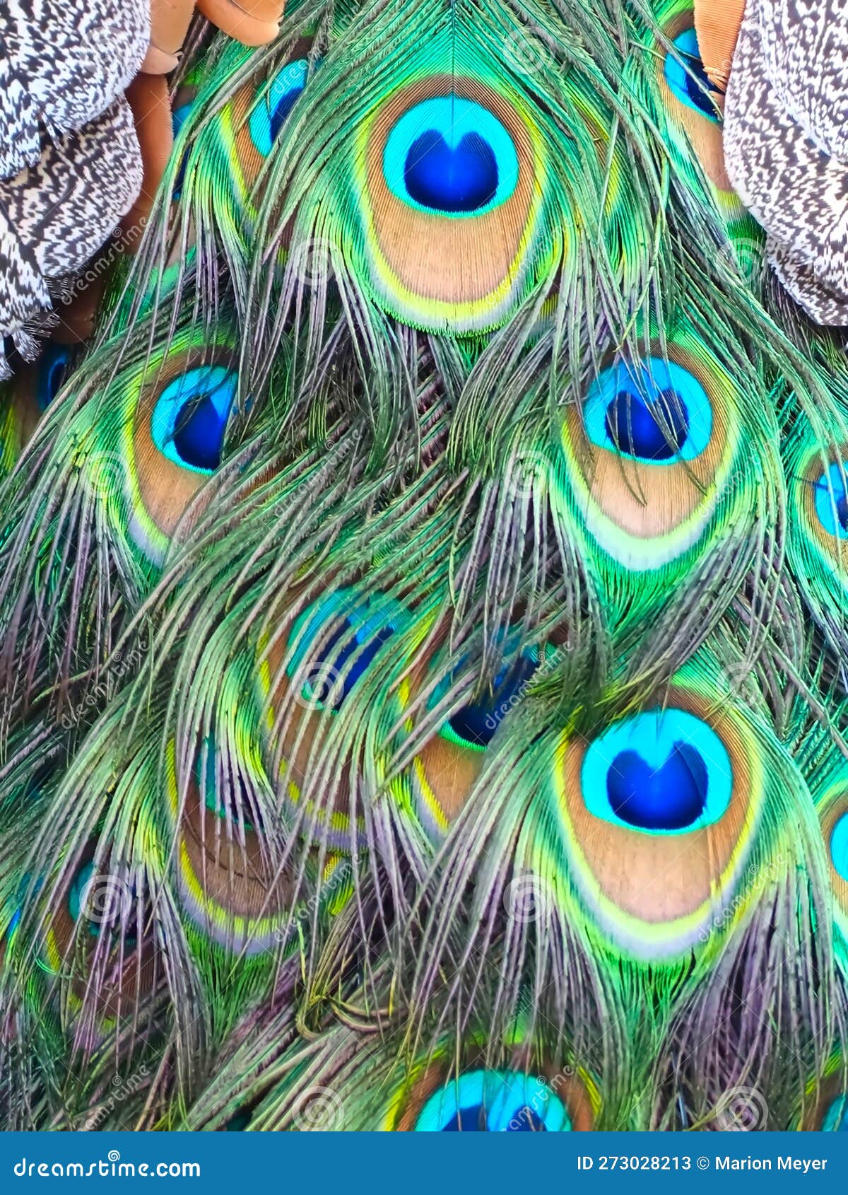 Peacocks Blue Eyes Texture on Feathers on a Peacock Tail Stock Image ...