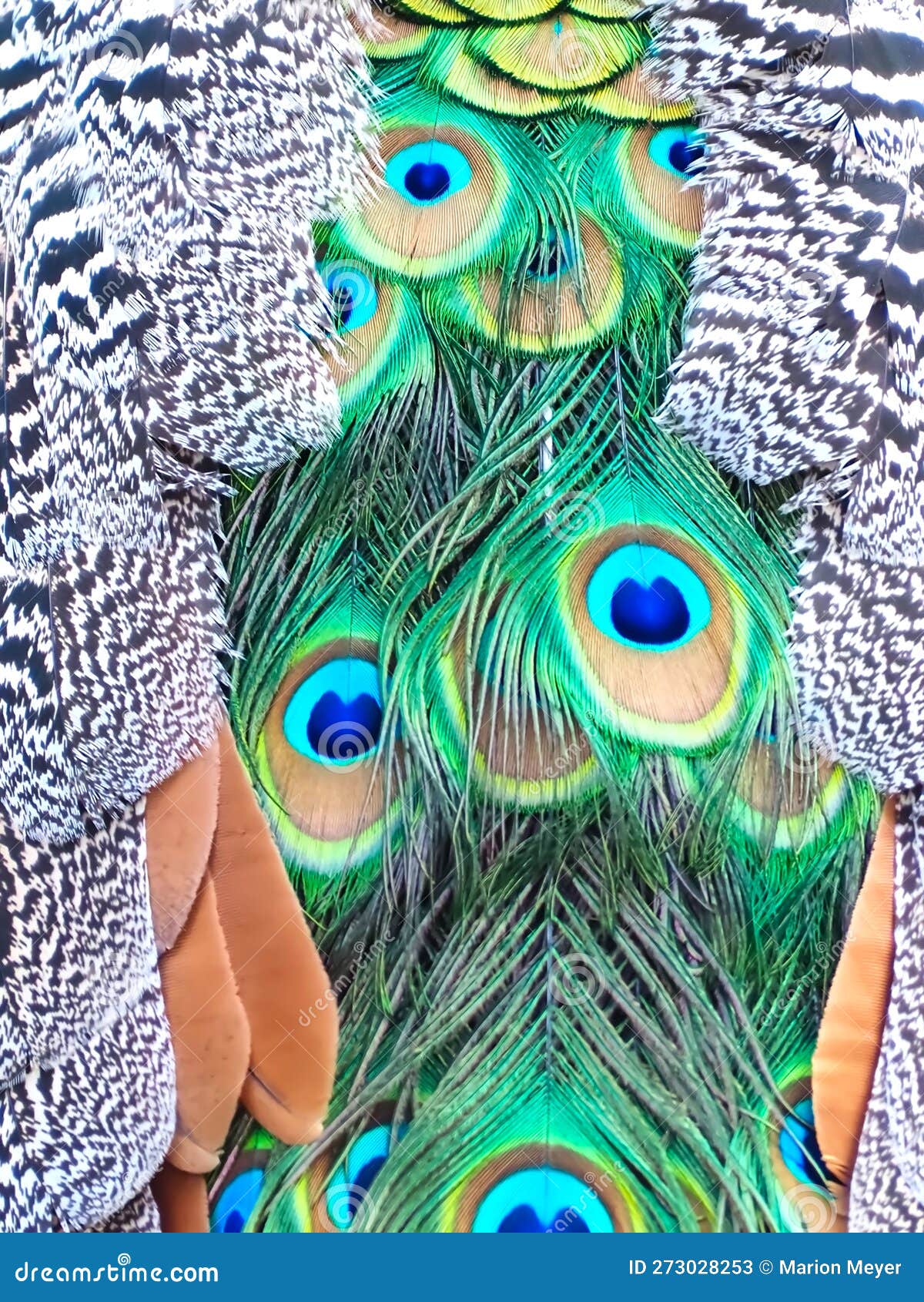 Peacocks Blue Eyes Texture on Feathers on a Peacock Tail Stock Image ...