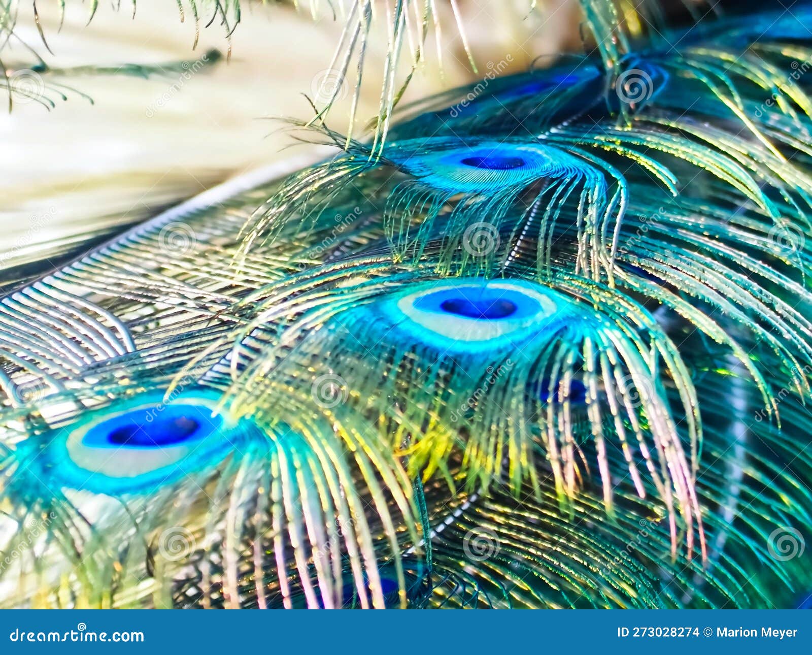 Peacocks Blue Eyes Texture on Feathers on a Peacock Tail Stock Photo ...