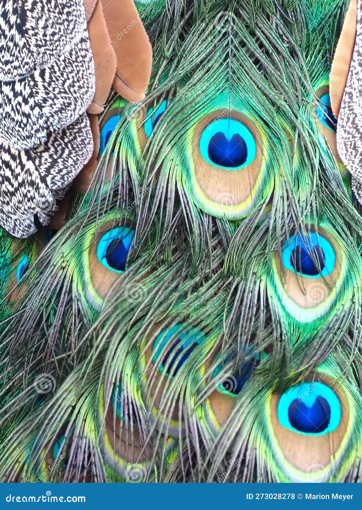 Peacocks Blue Eyes Texture on Feathers on a Peacock Tail Stock Photo ...