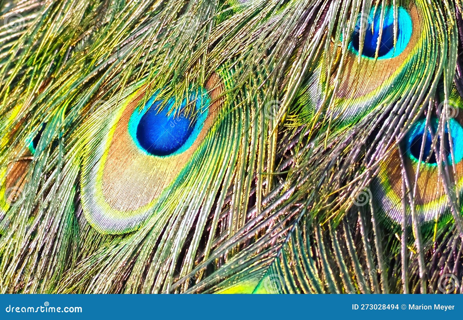 Peacocks Blue Eyes Texture on Feathers on a Peacock Tail Stock Photo ...