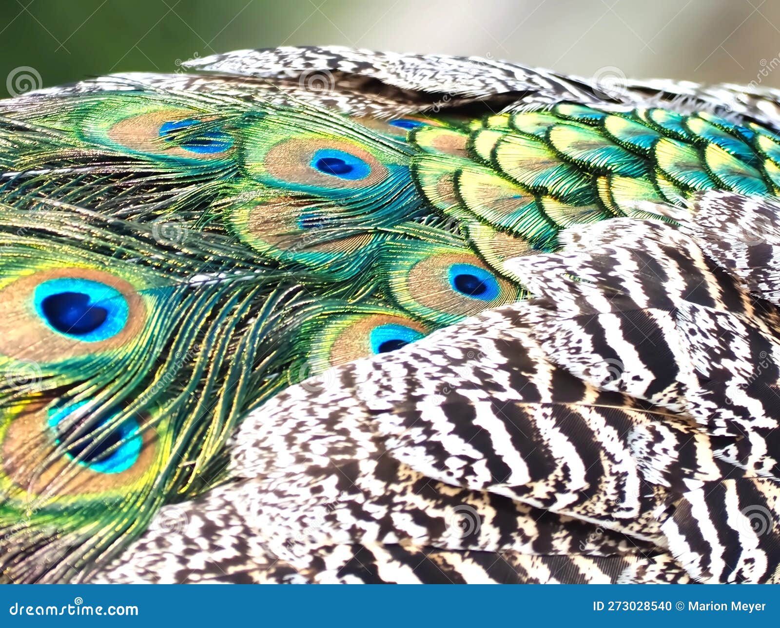 Peacocks Blue Eyes Texture on Feathers on a Peacock Tail Stock Photo ...