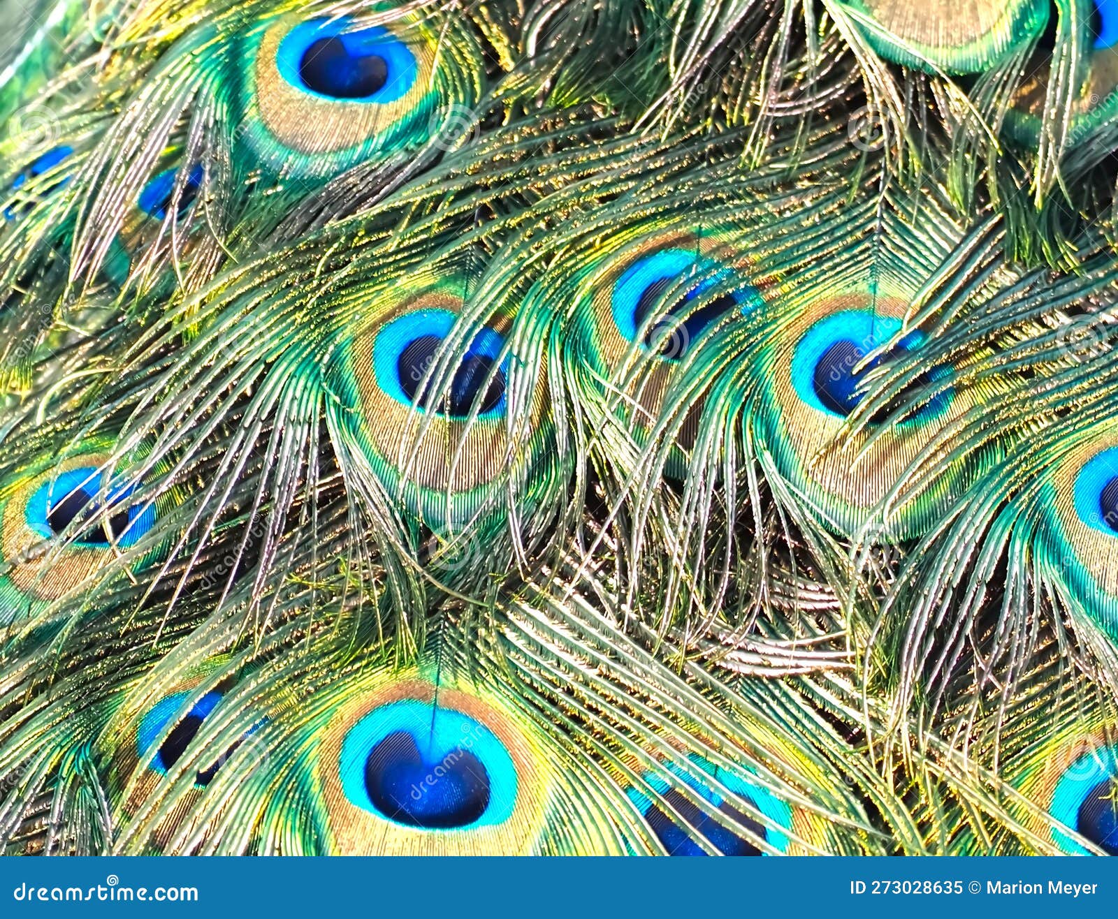 Peacocks Blue Eyes Texture on Feathers on a Peacock Tail Stock Image ...