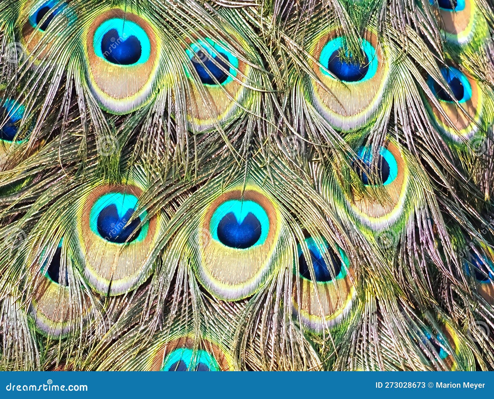 Peacocks Blue Eyes Texture on Feathers on a Peacock Tail Stock Image ...