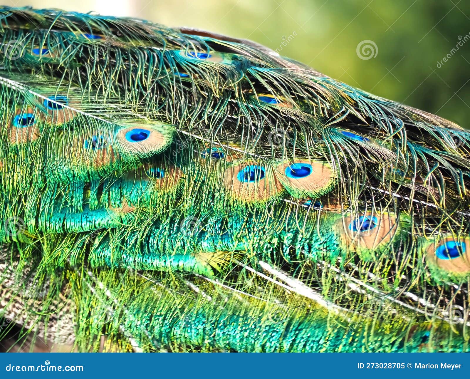 Peacocks Blue Eyes Texture on Feathers on a Peacock Tail Stock Image ...
