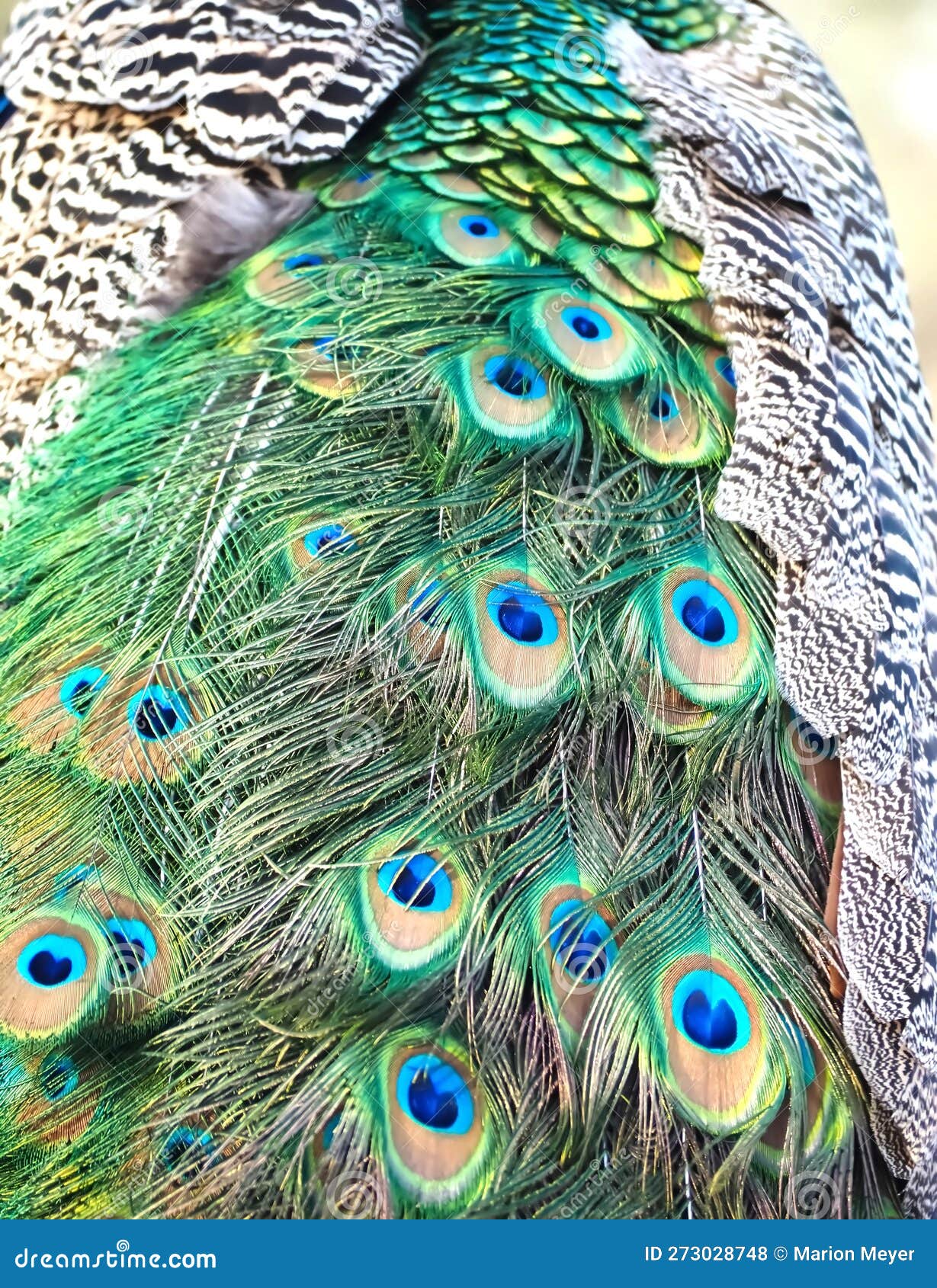 Peacocks Blue Eyes Texture on Feathers on a Peacock Tail Stock Photo ...