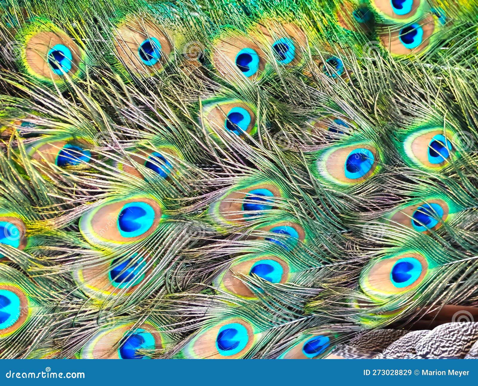 Peacocks Blue Eyes Texture on Feathers on a Peacock Tail Stock Image ...