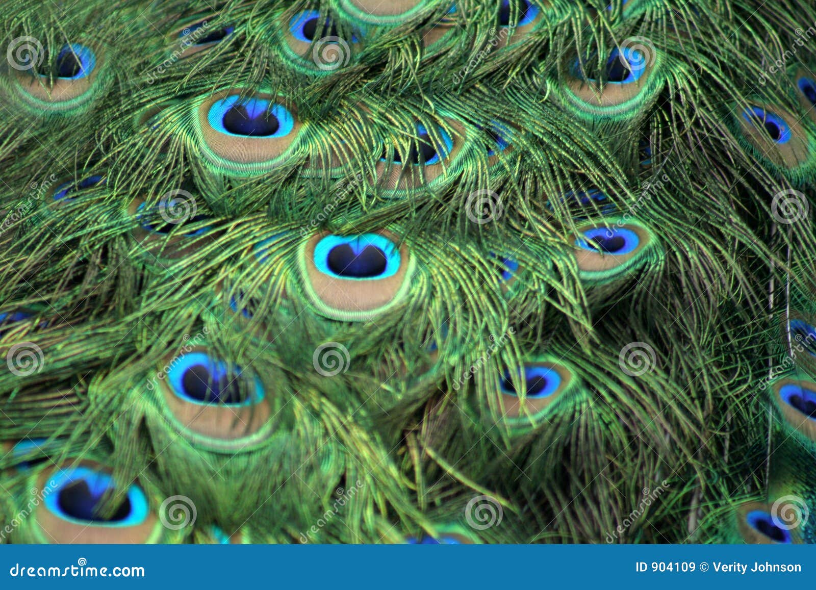Peacocks feathers stock image. Image of eyes, spread, wildlife - 904109