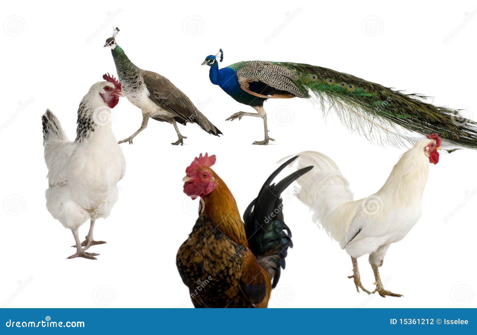Hens And Rooster Royalty-Free Stock Photography | CartoonDealer.com ...