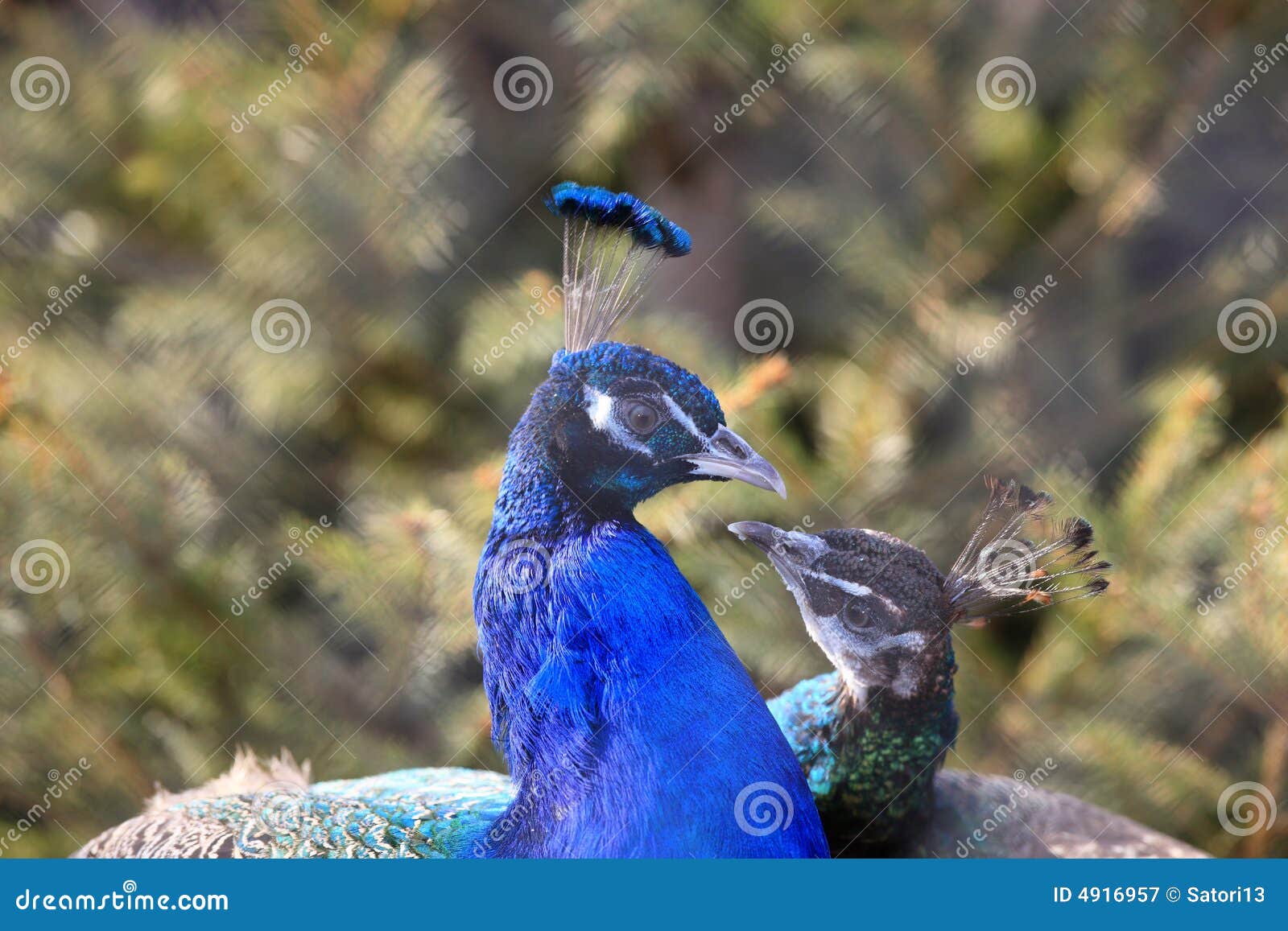 Peacocks in love stock image. Image of together, feathers - 4916957