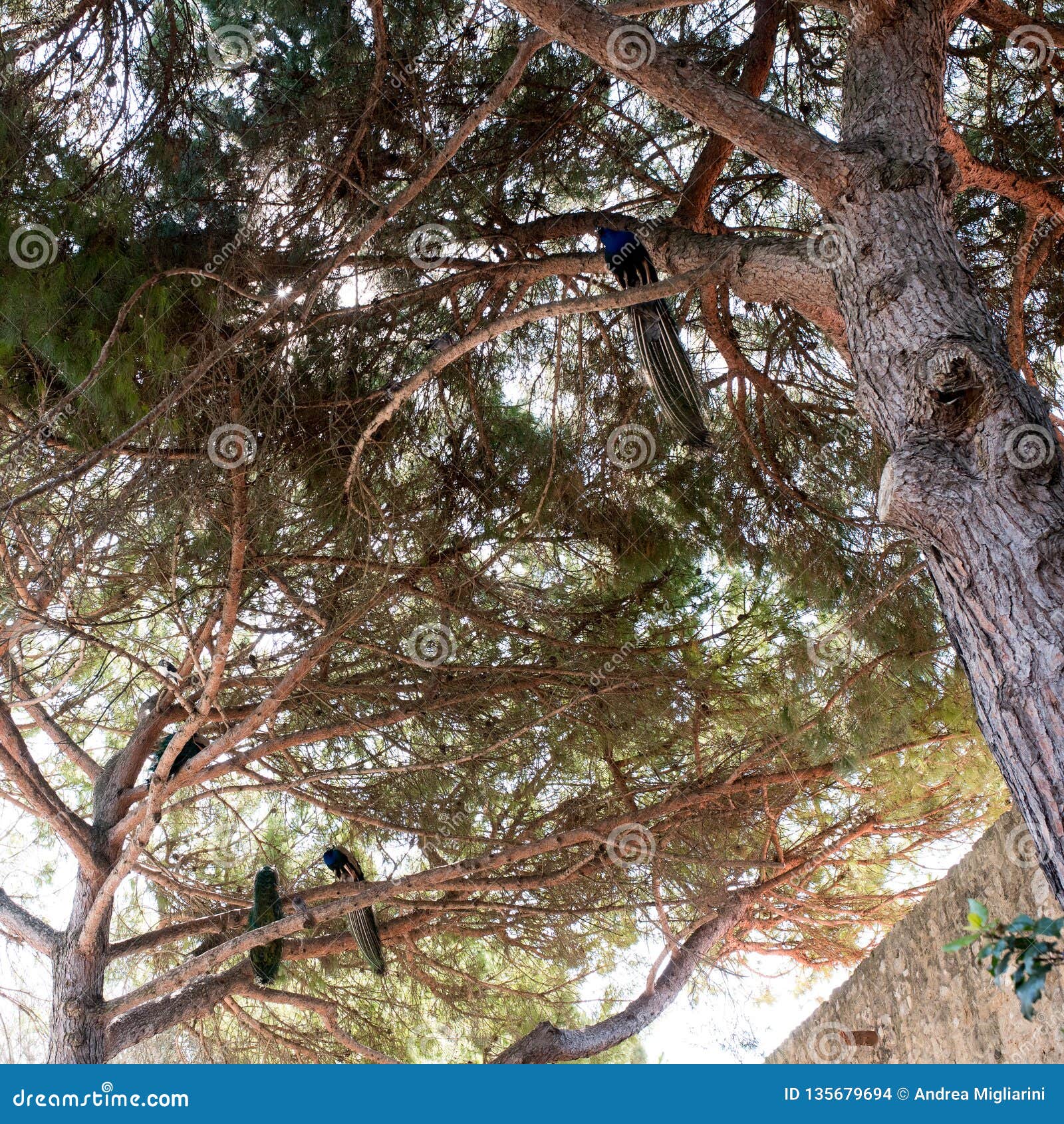 Peacocks Perched on Branches of Trees in a Park Stock Photo - Image of ...