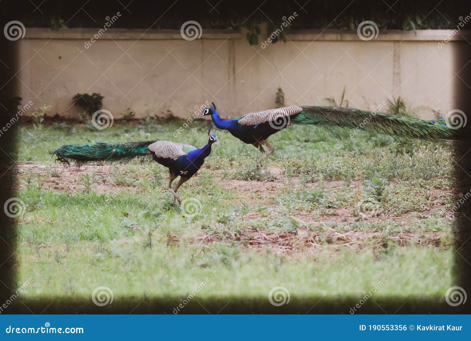 Peacocks Playing in the Garden Stock Photo - Image of beautiful, frame ...