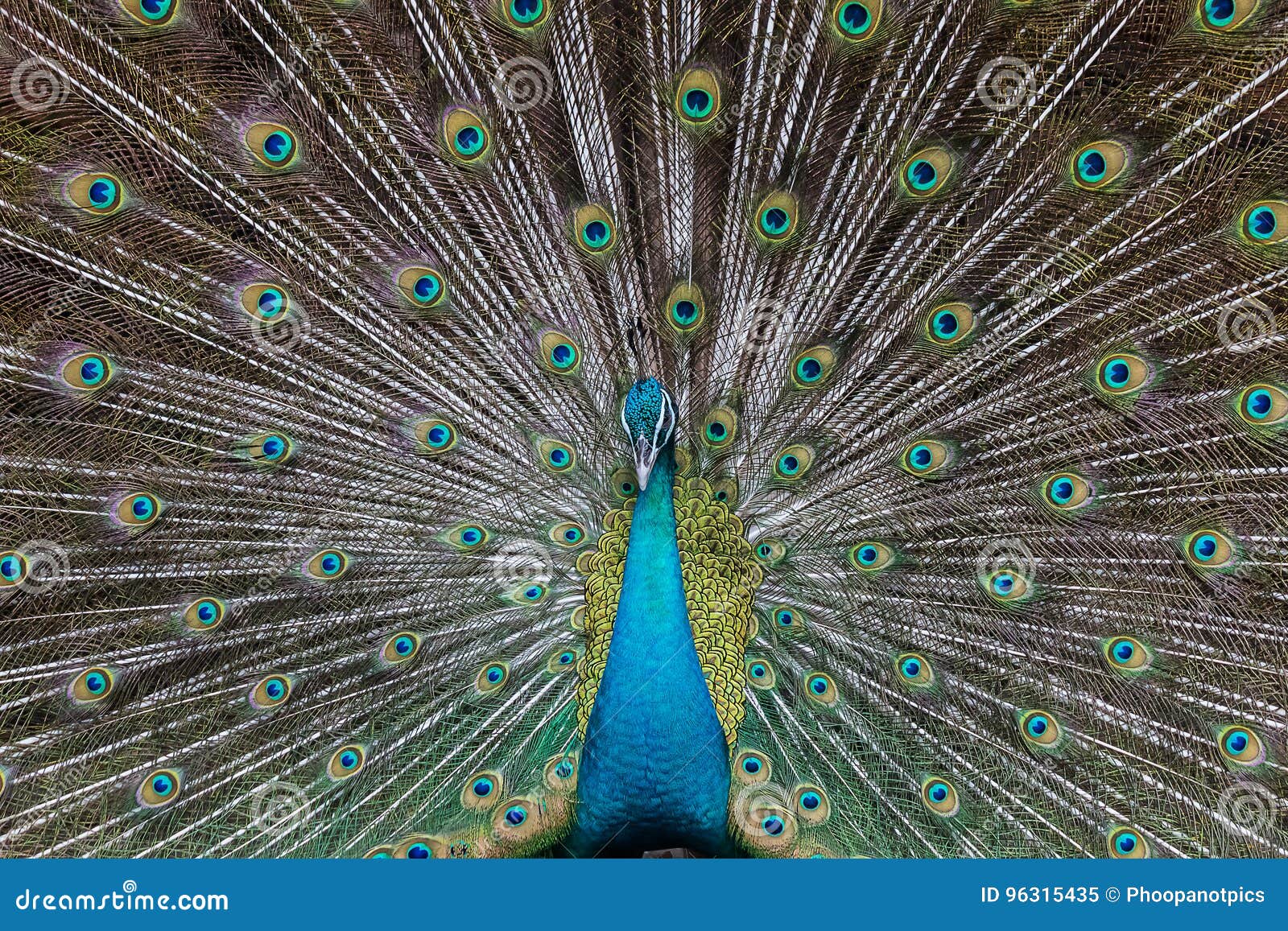 Peacocks spread wings stock image. Image of animal, peacock - 96315435