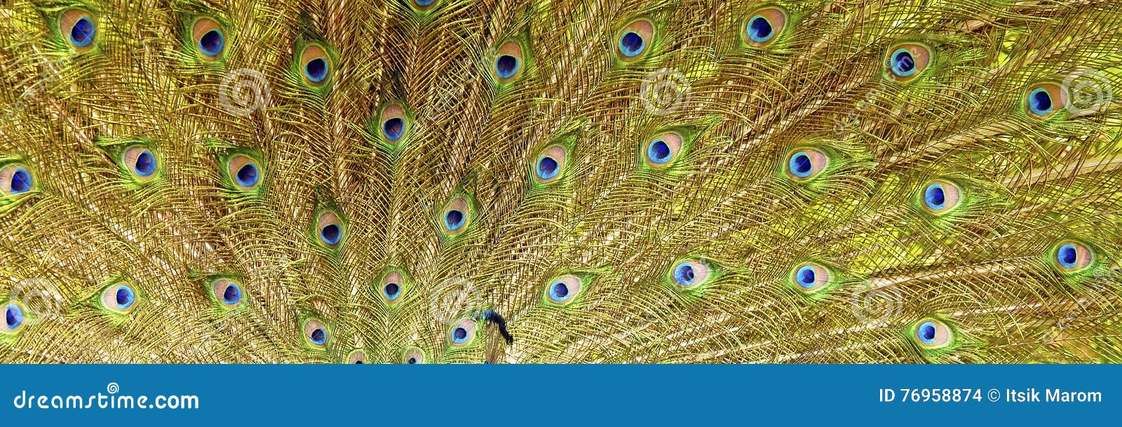 Peacocks tail stock photo. Image of phasianidae, galliformes - 76958874