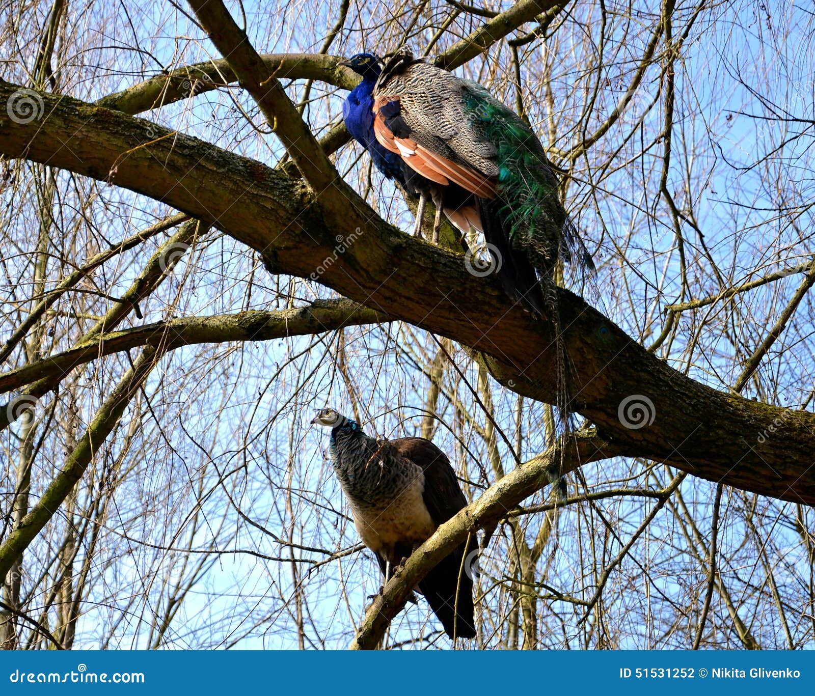 Peacocks on a tree stock photo. Image of proud, glad - 51531252