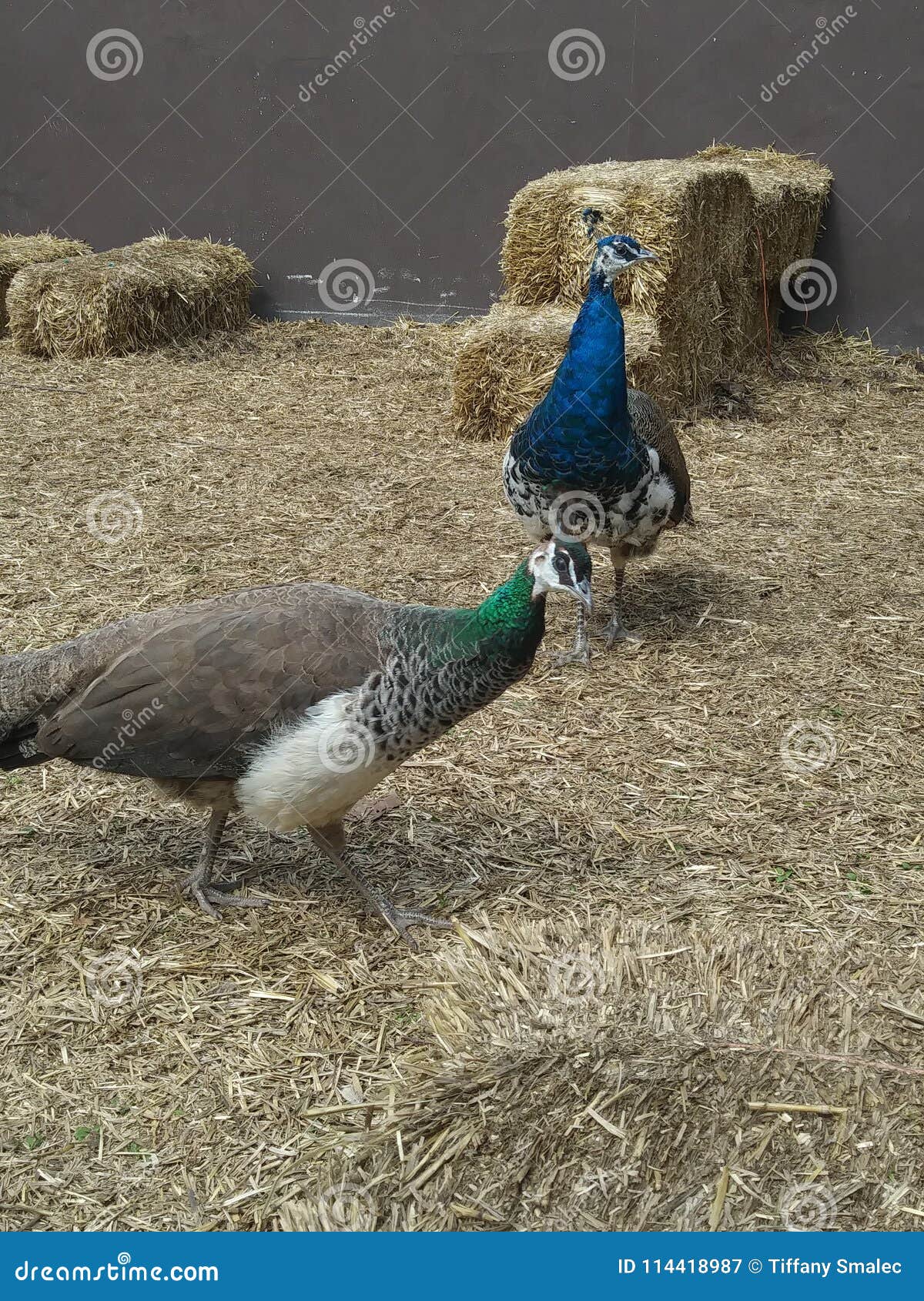 Peacocks stock image. Image of peacocks, colorful, ease - 114418987