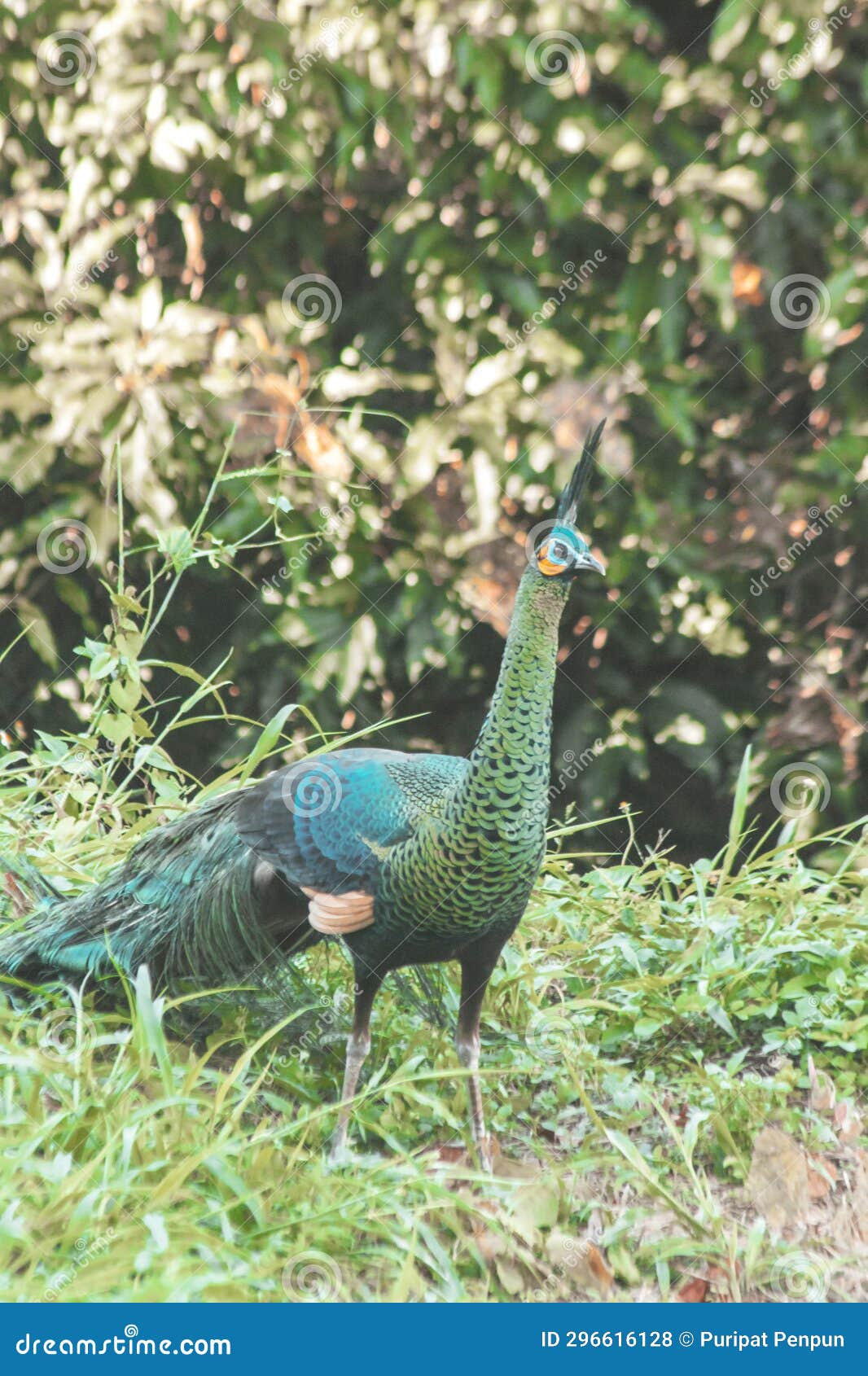 Peacock Walking in the Grass Stock Photo - Image of wildlife, multi ...