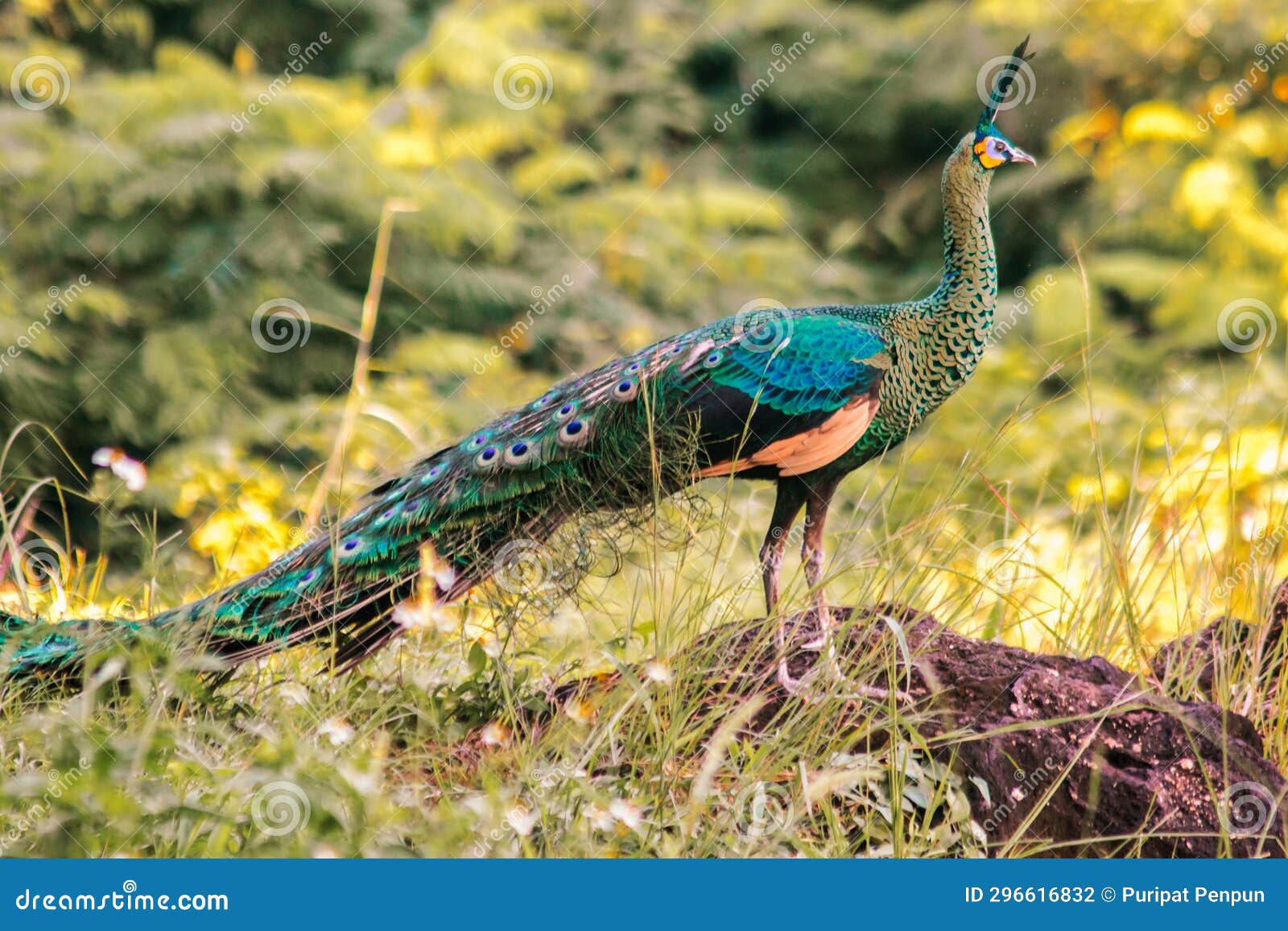 Peacock Walking in the Grass Stock Photo - Image of body, meadow: 296616832