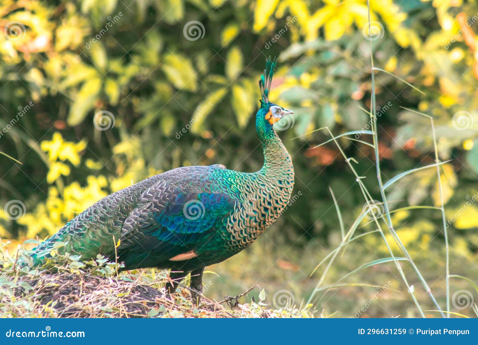Peacocks Walk in the Meadows. Peacocks are Large Pheasant-type Birds ...