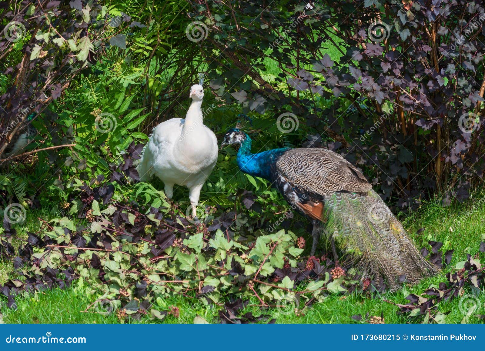 Peacocks Walk in the Garden Stock Image - Image of graphic, fresh ...