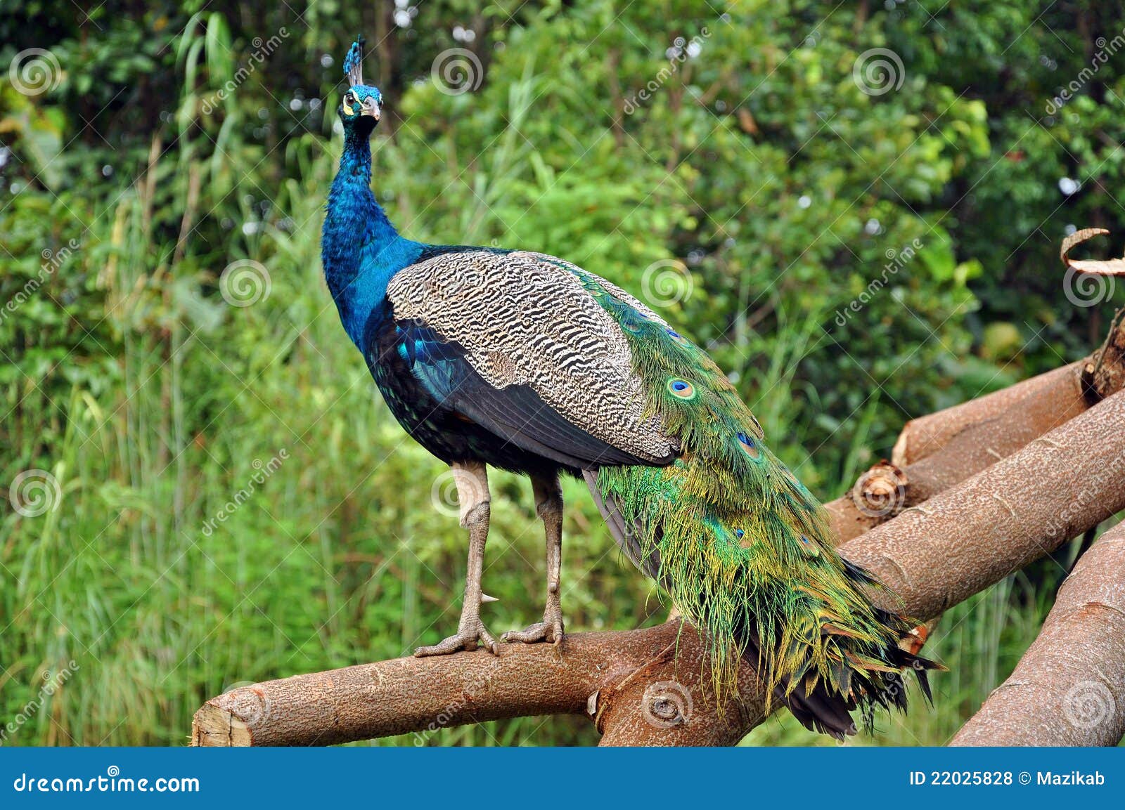 Peafowl stock photo. Image of bright, plumage, beauty - 22025828