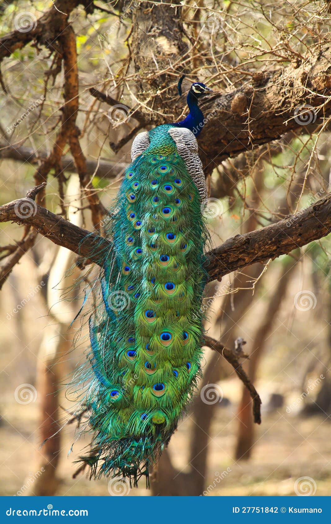 Peafowl stock photo. Image of indian, animal, beauty - 27751842