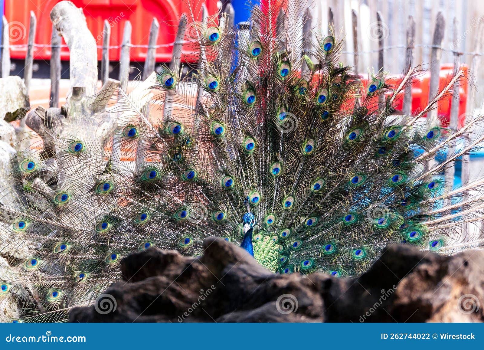 Peafowl with a Beautiful Tail in a Zoo Stock Photo - Image of fauna ...