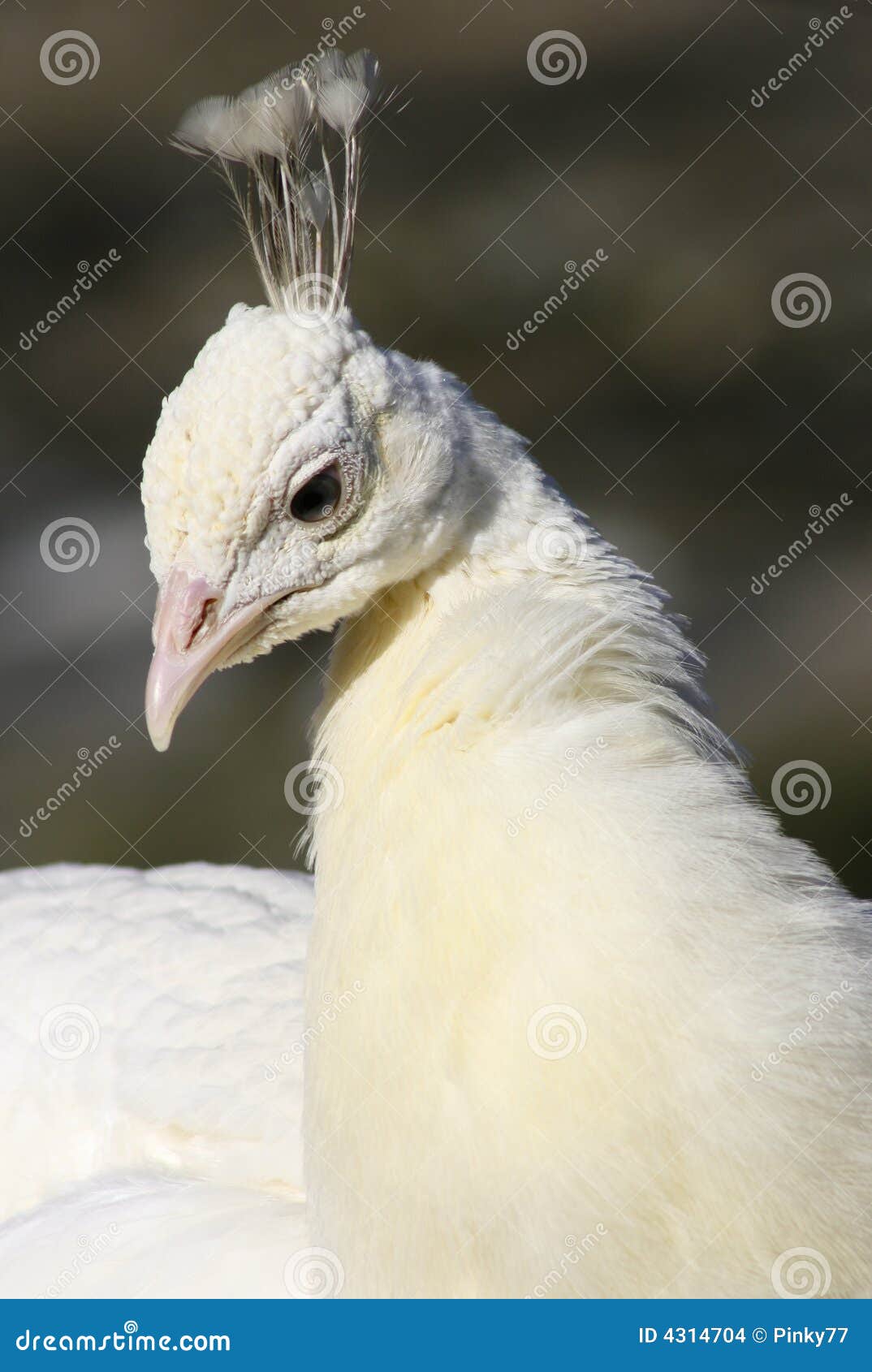 Peafowl del albino foto de archivo. Imagen de perfil, primer - 4314704